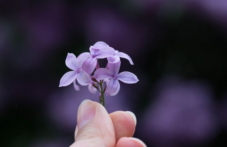 Lillà, coltivarlo è semplice: i facili passi da seguire