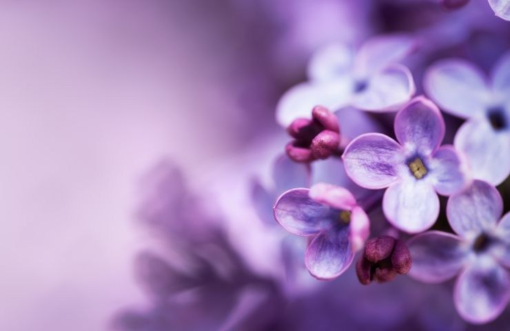 Lillà, coltivarlo è semplice: i facili passi da seguire