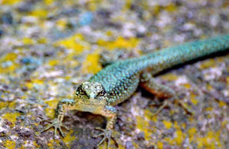 Lucertole, il loro morso è pericoloso? Se accade cosa fare immediatamente