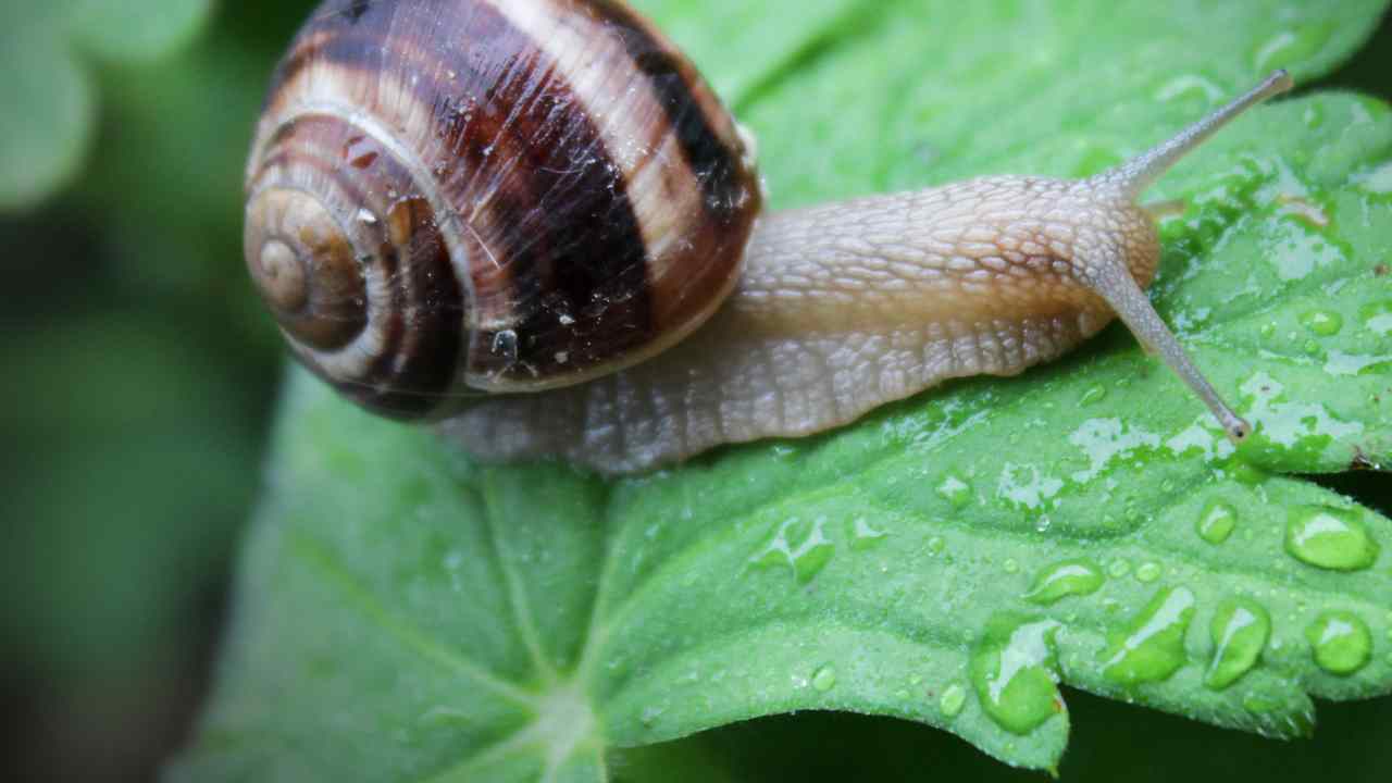 E' vero che le lumache possono dormire per 3 anni?