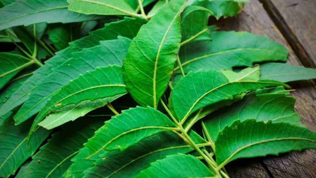 Neem, fondamentale per il tuo orto: cos'è e come utilizzarlo