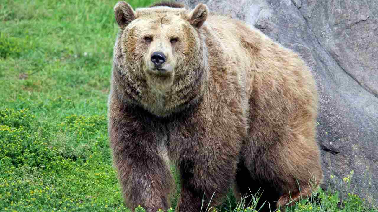Abruzzo, orsa Amarena al centro dell'attenzione: preoccupazione per i ...
