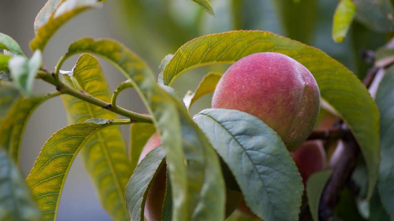 Bolla del Pesco: si può prevenire? E come comportarsi quando ormai è ...