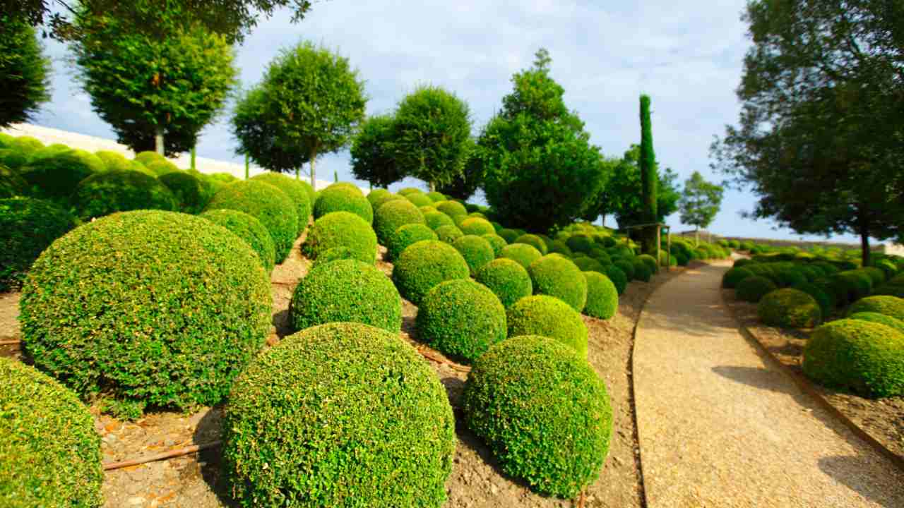 Bosso, una pianta che sta facendo innamorare tutti: dove e come coltivarla