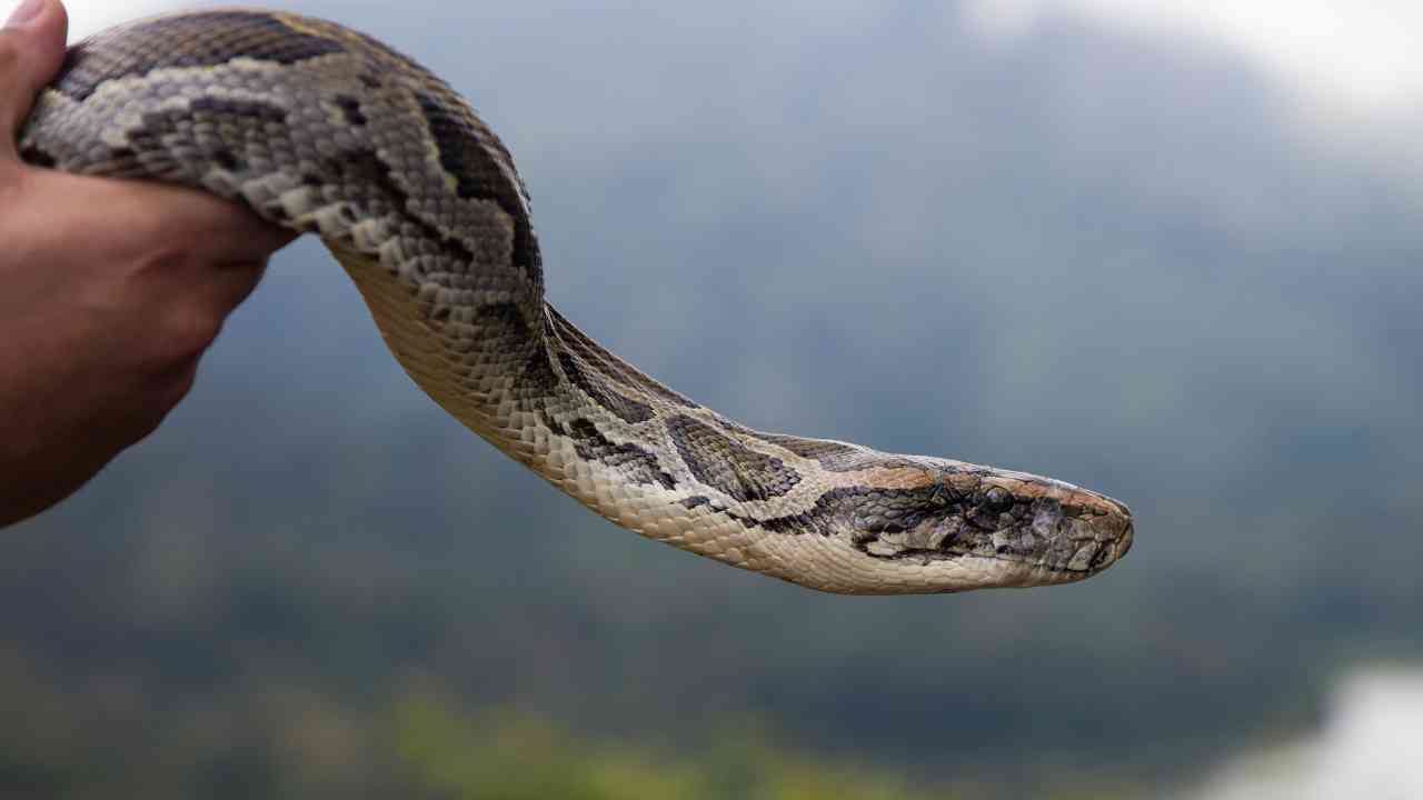 Bimbo gioca con il pitone, prima lo accarezza e poi lo abbraccia: non ...