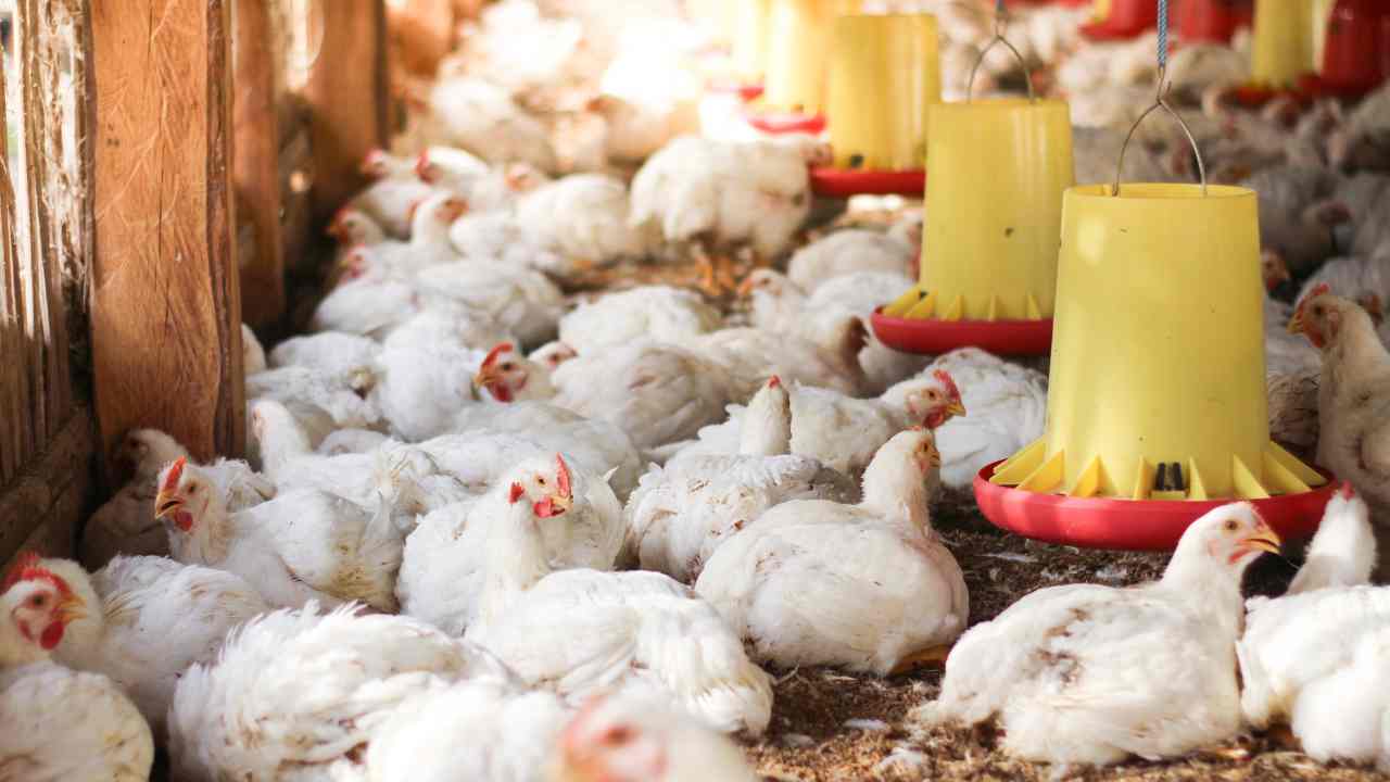 Polli Broiler: l'orrore che si nasconde dietro la carne mangiata da molti