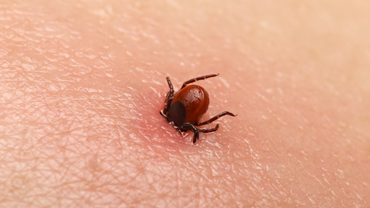 Una zecca ti ha morso? La guida su cosa non fare e cosa fare se si ...