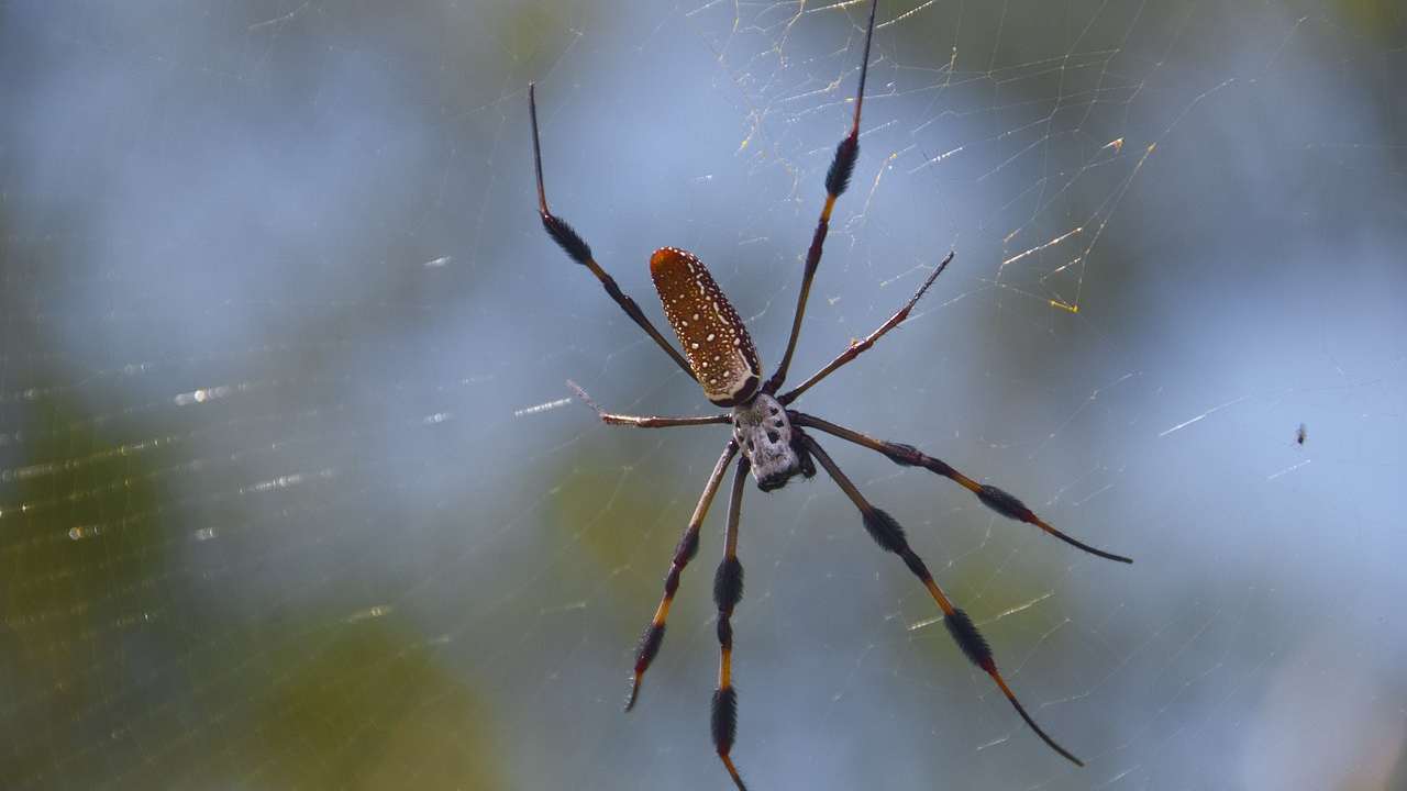 ''Ragno delle Banane'', il veleno è letale: dopo un'erezione di 4 ore ...