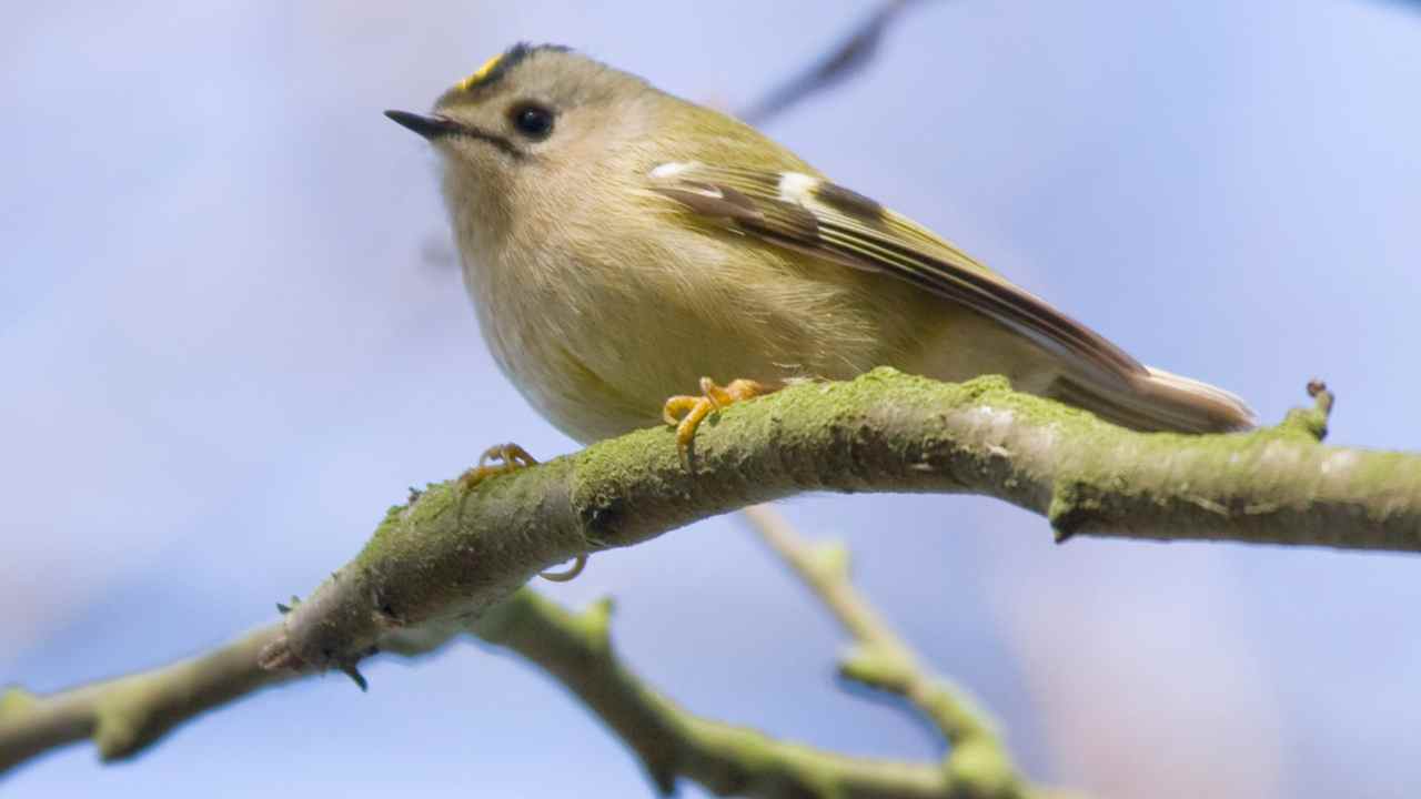 America, a causa del cambiamento climatico gli uccellini mutano la loro ...