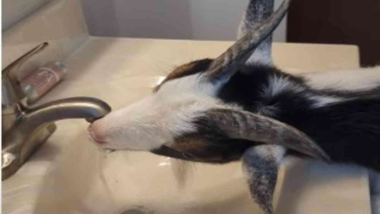 La capra che pensa di essere un cucciolo: il VIDEO ti soprenderà