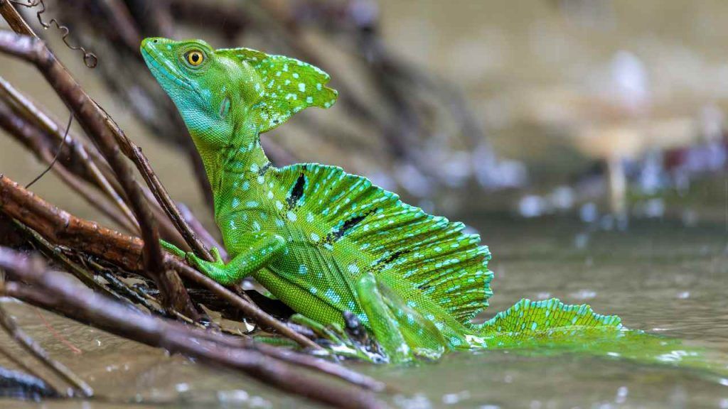 Basilisco piumato: cosa mangia, caratteristiche ed è vero che può ...