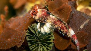 Bavosa: caratteristiche, cosa mangia e curiosità