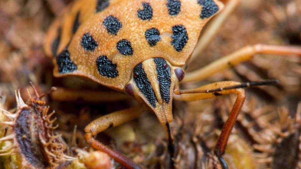 Incubo cimici: queste sono le più pericolose in Italia. Controlla in ...