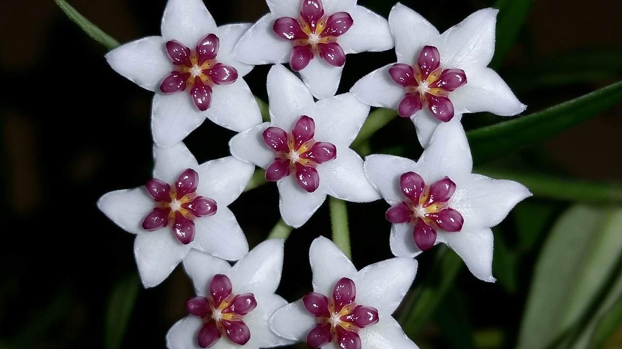 Fiori di cera: lasciati impressionare dalla meraviglia. Come curarli.