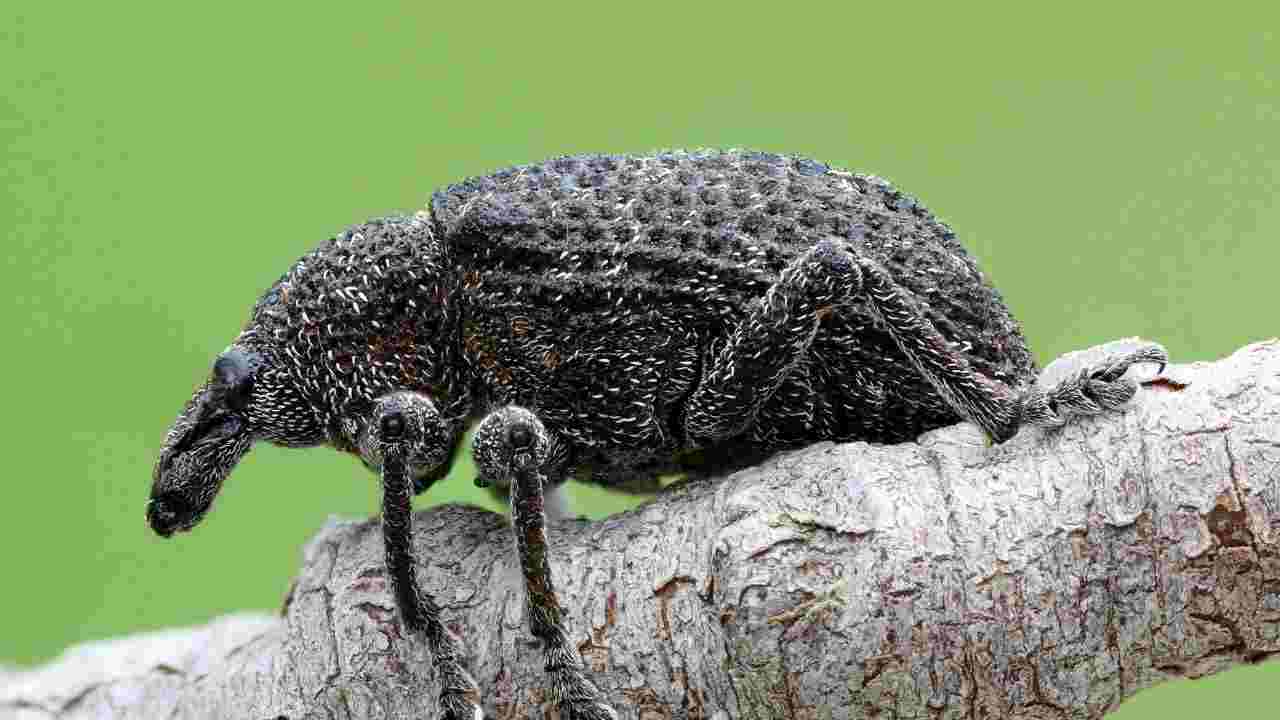 Oziorrinco, un problema per le piante: quali attacca e come eliminarlo