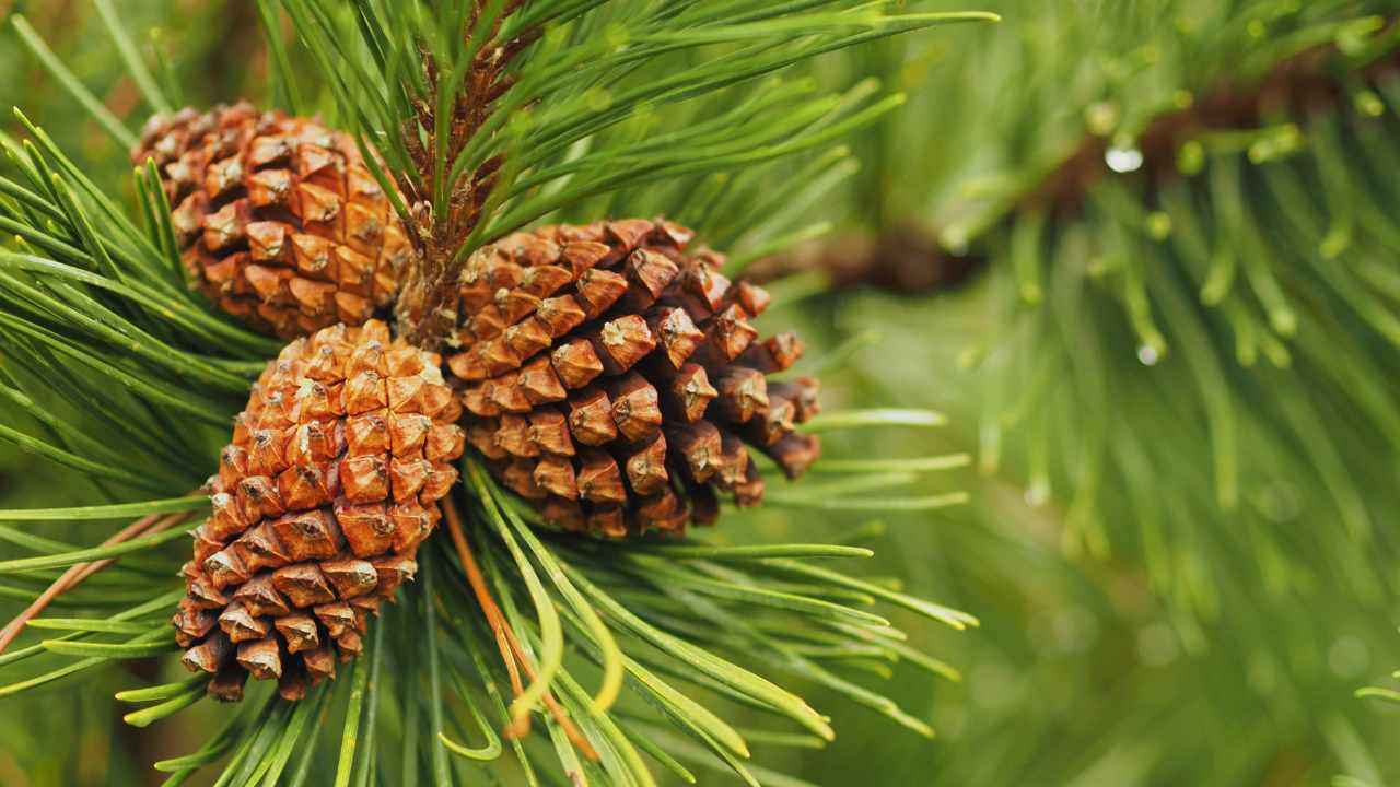 Sciroppo di pigna: un rimedio efficace con pochi centesimi (la ricetta)