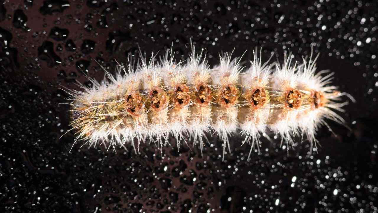 Larva di farfalla o processionaria: come distinguerle per non ...
