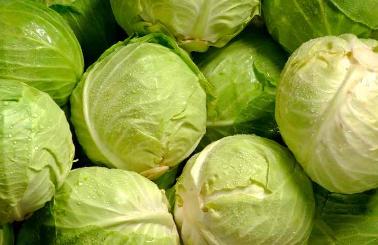 Lo sapevi che il cavolo è ricco di fibre dietetiche? Curiosità e ...
