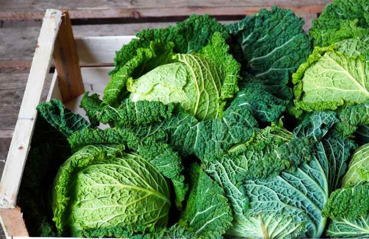 Lo sapevi che il cavolo è ricco di fibre dietetiche? Curiosità e ...
