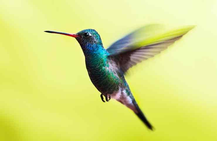 Rendi invidiabile il tuo giardino: attira così i colibrì