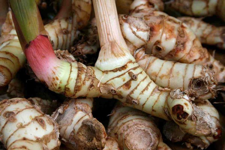 Rizoma, componente di alcune piante: cos'è