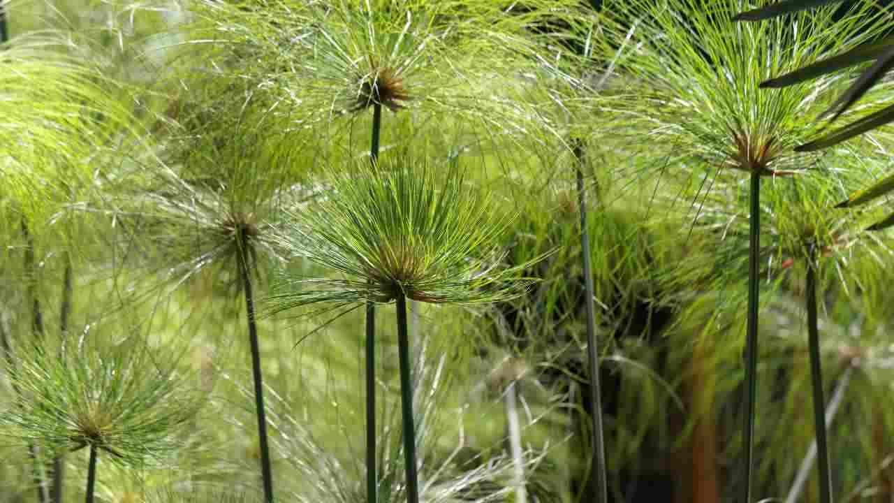 Papiro, l'unico luogo in Europa dove cresce è in Italia