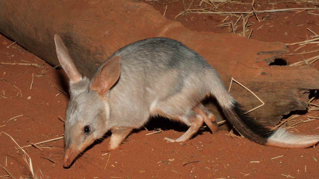 Bilby: habitat, cosa mangia e peculiarità