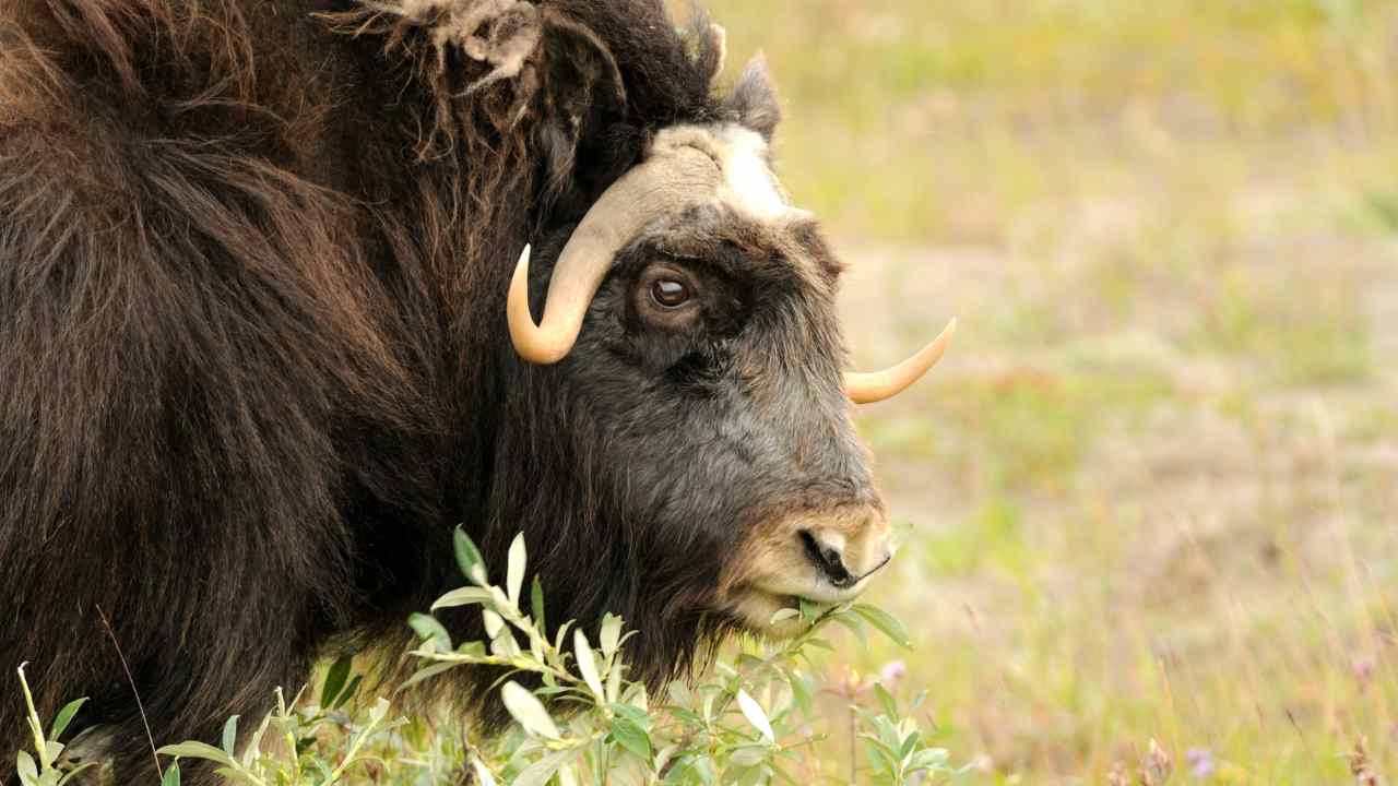 Bue muschiato: dove vive, cosa mangia e particolarità dell'animale