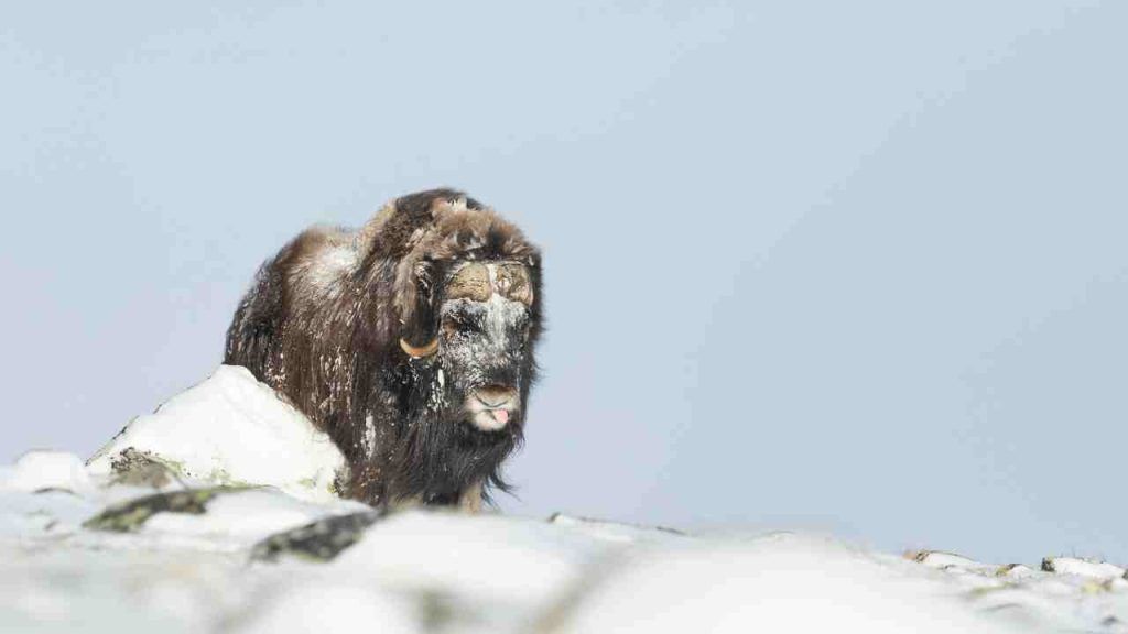 Bue muschiato: dove vive, cosa mangia e particolarità dell'animale