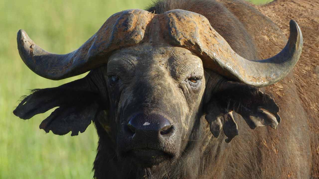 Bufalo: alimentazione, dove vive e caratteristiche