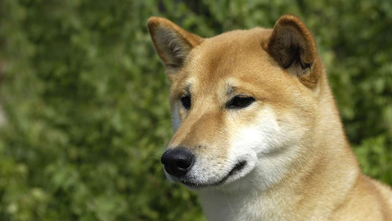 Canaan dog: cosa mangia, salute, caratteristiche e curiosità