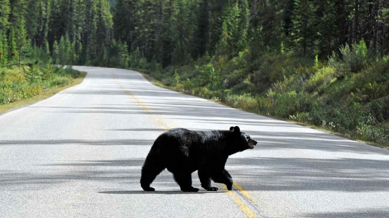 Trentino Alto Adige, l'orso passeggia per le strade: qualcuno lo ha ...