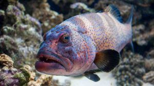 Cernia: dove vive, peculiarità e curiosità sul pesce