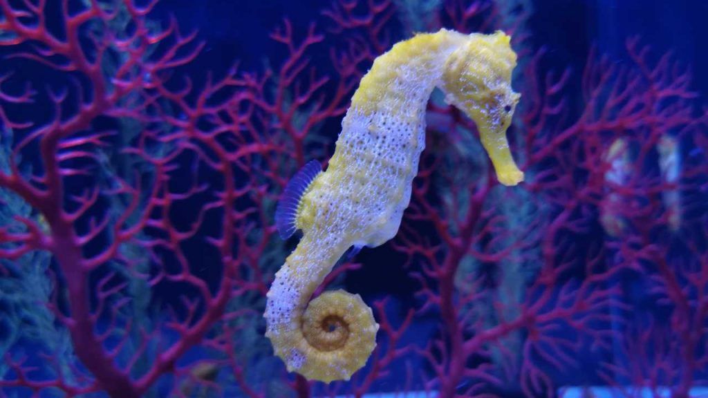 Cavalluccio marino: curiosità, cosa mangia, dove vive e curiosità