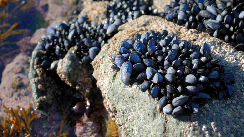 Cozza: da quali parti è composta, come riconoscere maschi dalle femmine ...