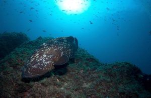 Cernia: dove vive, peculiarità e curiosità sul pesce