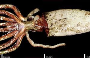 Calamaro gigante: caratteristiche, dimensioni, cosa mangia e curiosità