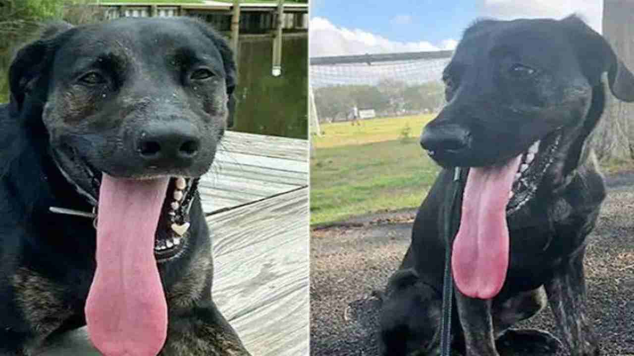 Il cane dalla lingua più lunga del mondo: la misura è incredibile - VIDEO