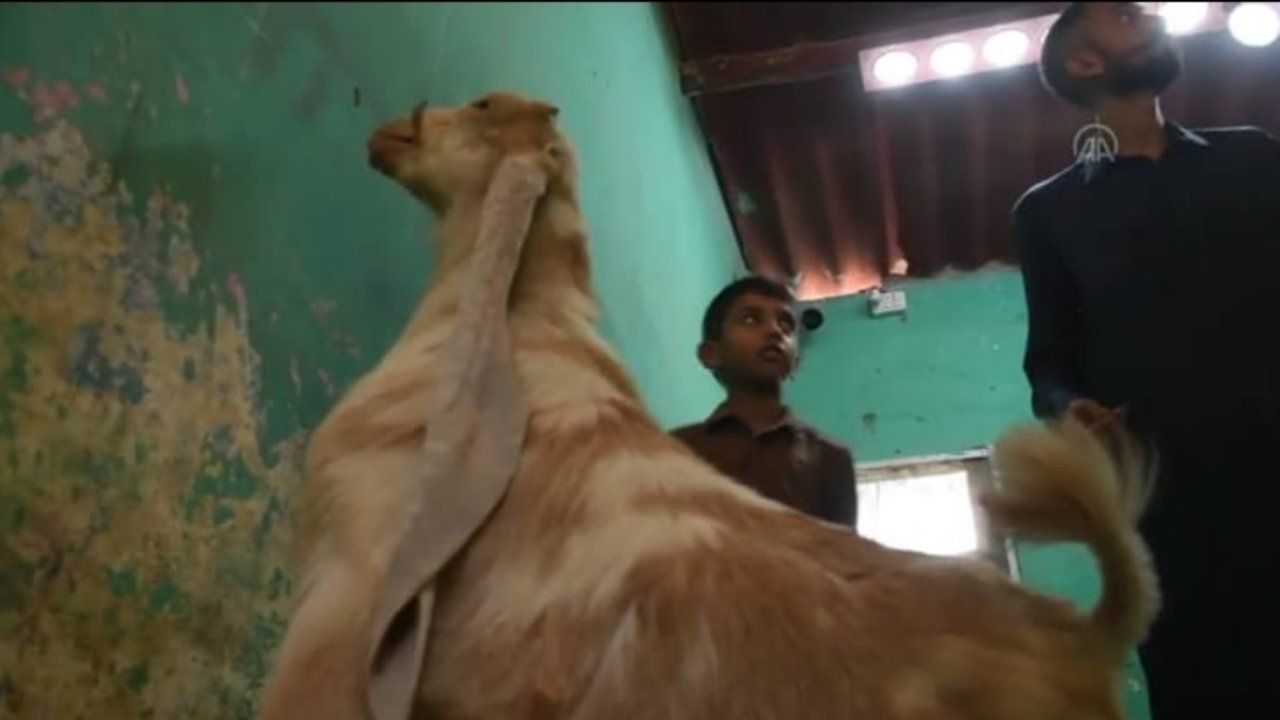 La capra che vuole raggiungere un record: quanto sono lunghe le sue orecchie