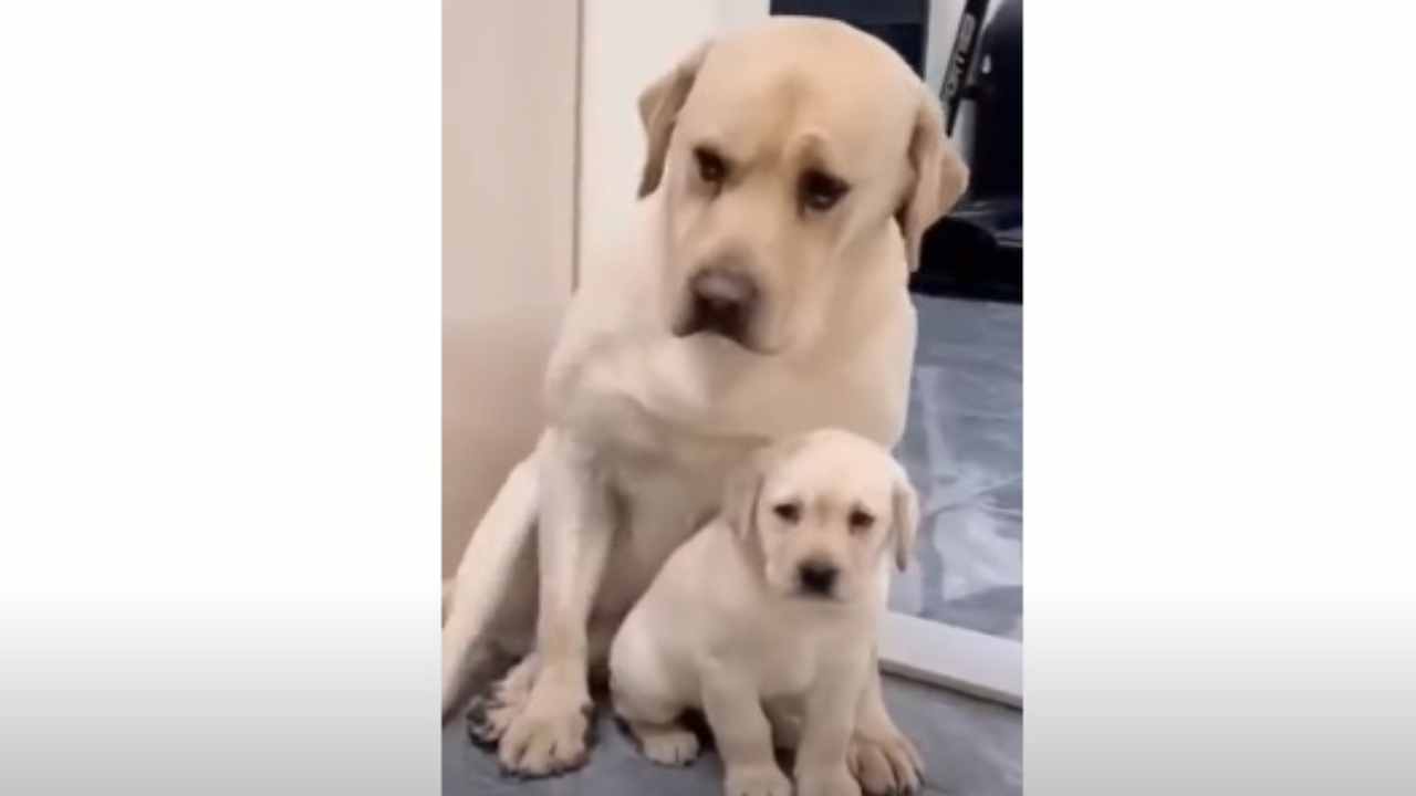 Una mamma protegge sempre suo figlio! La reazione di questa labrador ...