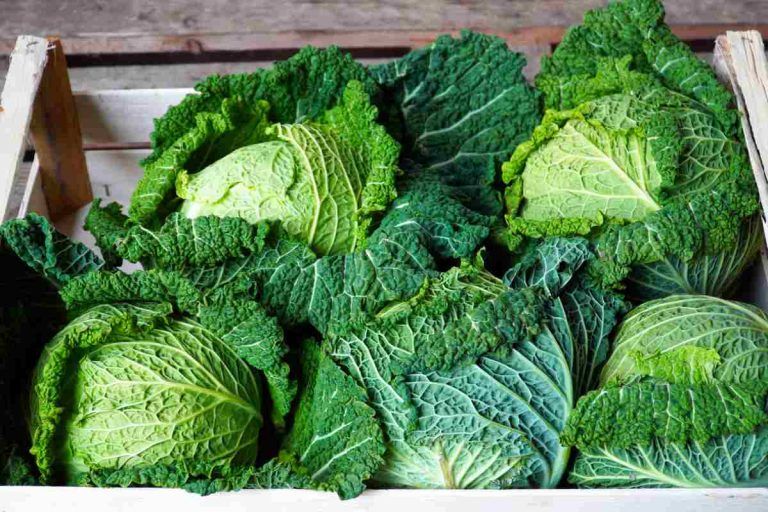 Lo sapevi che il cavolo è ricco di fibre dietetiche? Curiosità e ...