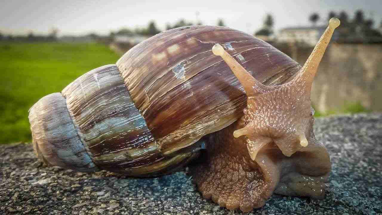 Invasione di lumache di terra giganti: scatta la quarantena