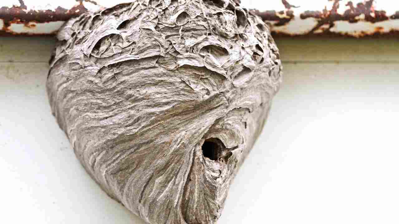 Calabroni o vespe: se ti ritrovi davanti a un nido cosa devi fare