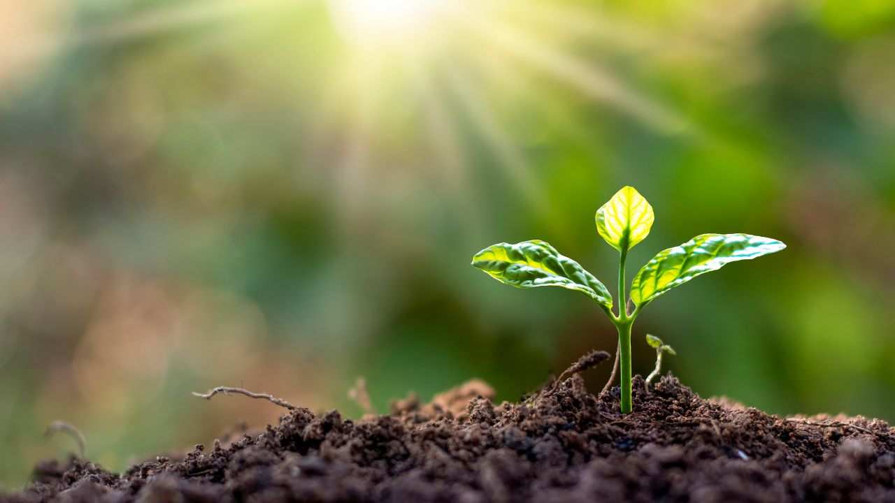 Terriccio pronto, quanti tipi e quali scegliere in base alla pianta