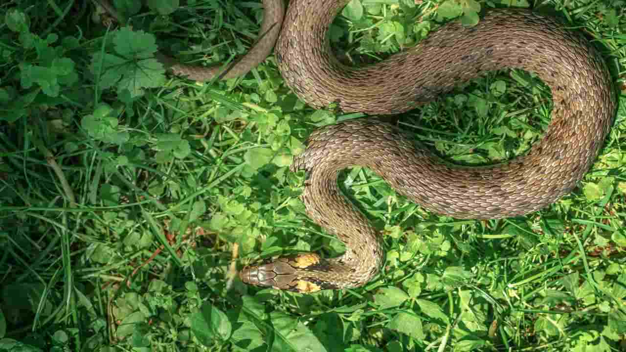Serpenti, tienili alla larga dal tuo giardino: come preparare una ...