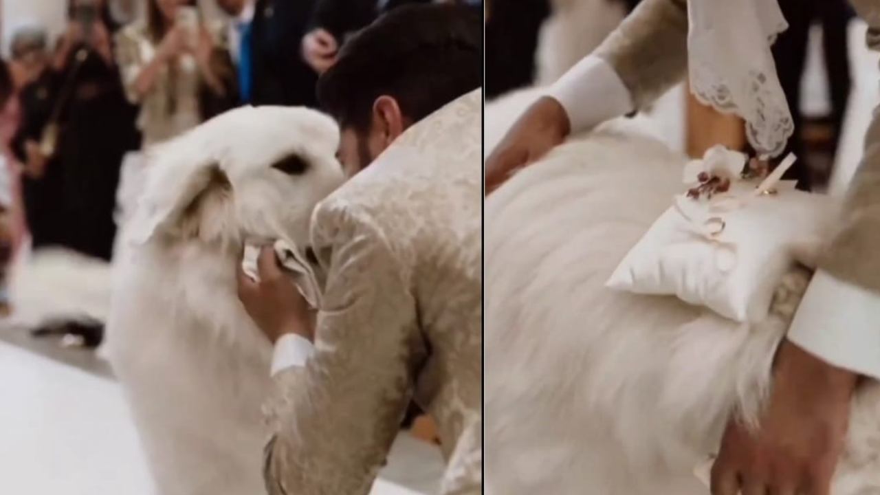 Al matrimonio arriva un paggetto speciale: il VIDEO ti scalderà il cuore