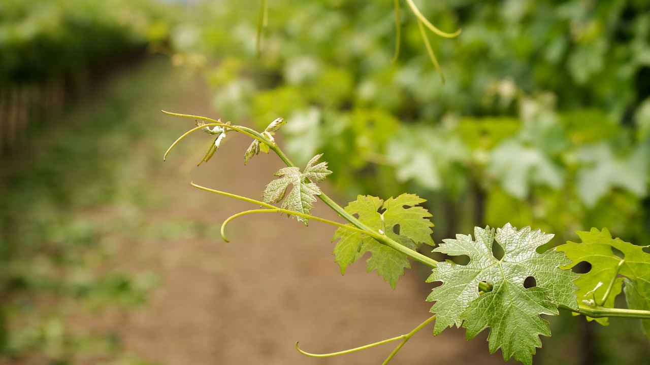 Roseti, perché nei vecchi vigneti sono posizionati in questo punto?