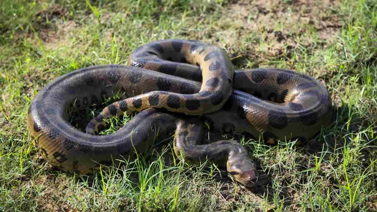 Un serpente può mangiare un essere umano: la scoperta che ti lascia ...