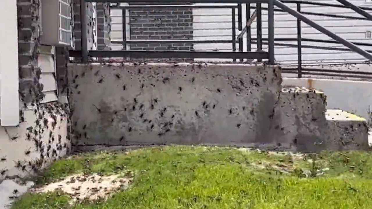 Grilli ovunque: l'invasione in città'. Cosa accade realmente