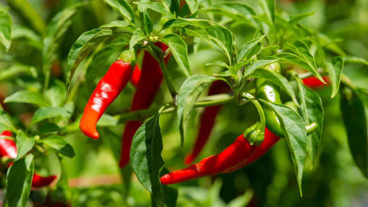 Peperoni, coltivali in vaso o nell'orto: quale scegliere